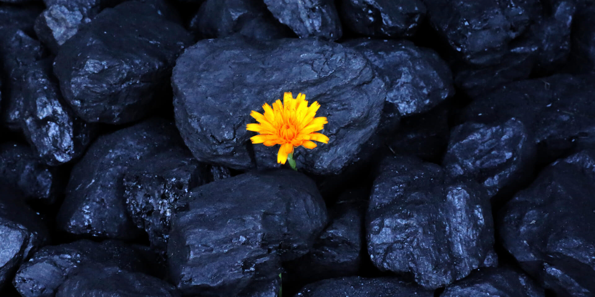 All You Need to Know About Shungite Water and Its Benefits | High Water ...